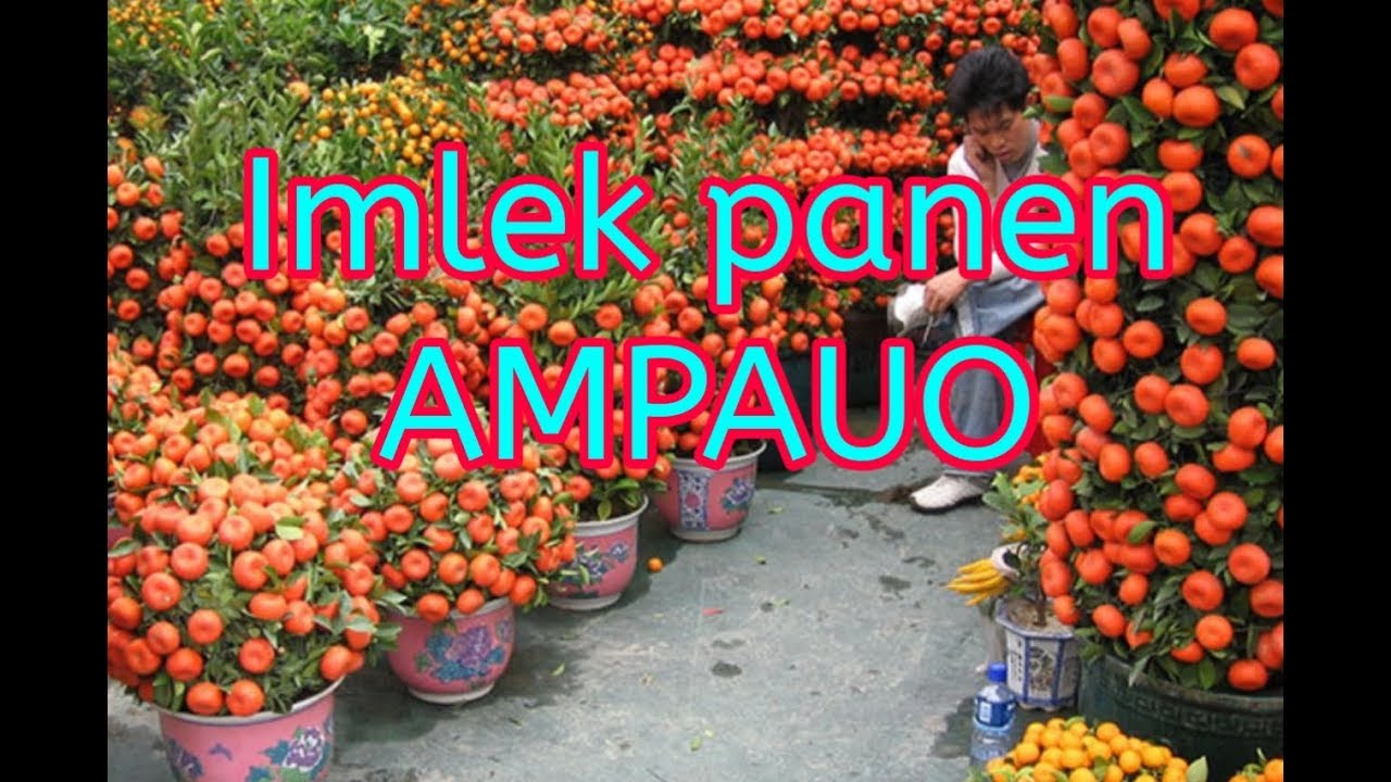 Bunga_bunga Cantik Menjelang Lebaran cino rame - YouTube