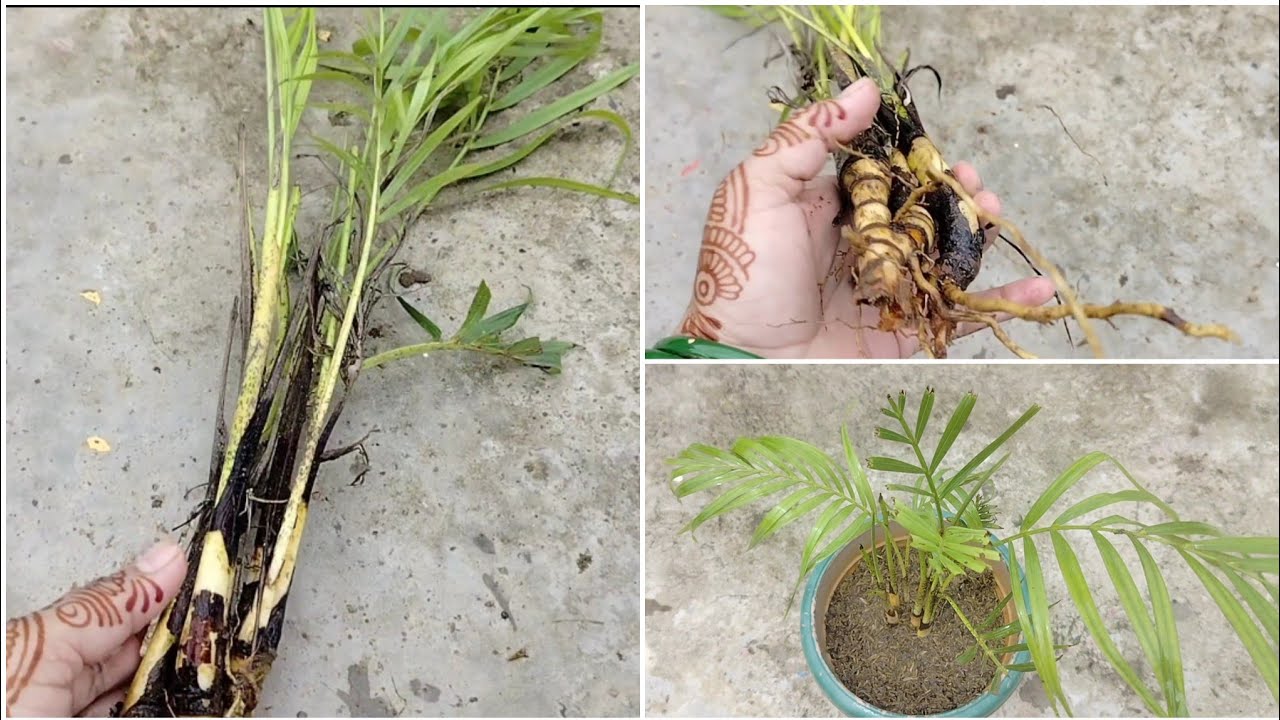 How To Grow Areca palm /Areca palm propagation || Gouri's Terrace ...