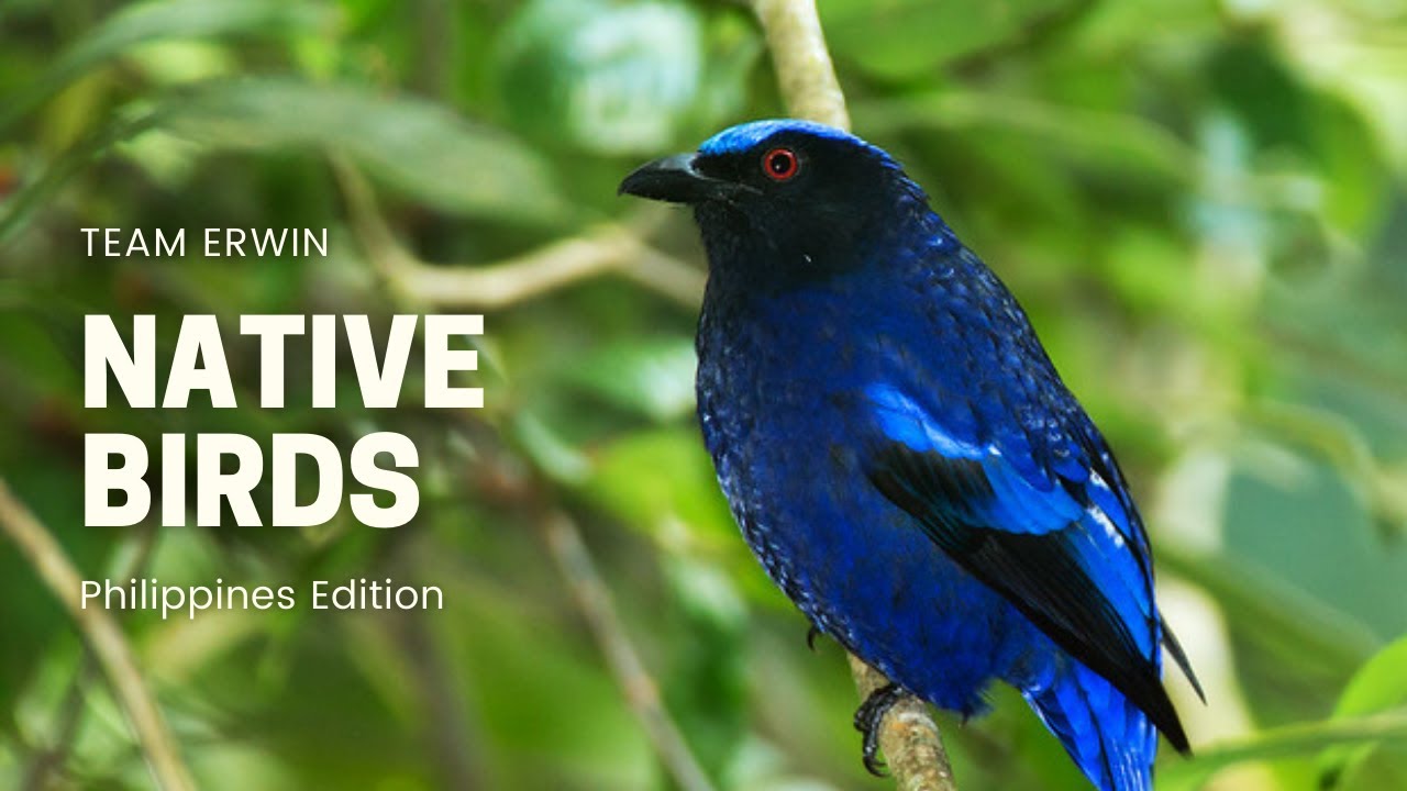 10 Native Birds in the Philippines - YouTube