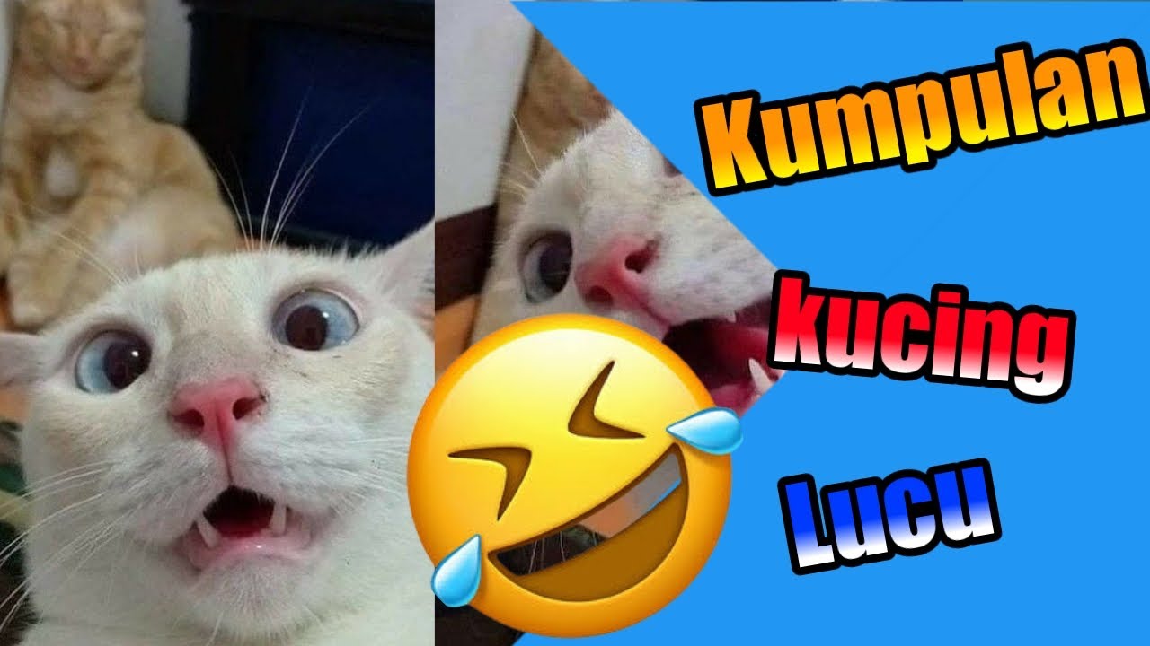 Video lucuu +62 dan humor 62|| video kucing lucu ngakak || Part 2 - YouTube