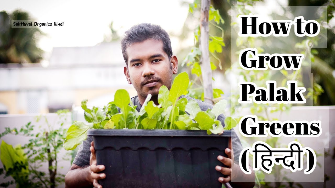 How to Grow Palak Greens in Hindi - Sakthivel Organics Hindi - YouTube