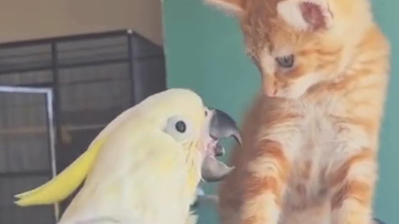 Cute Cats Video Doing Funny Things 2021 - YouTube