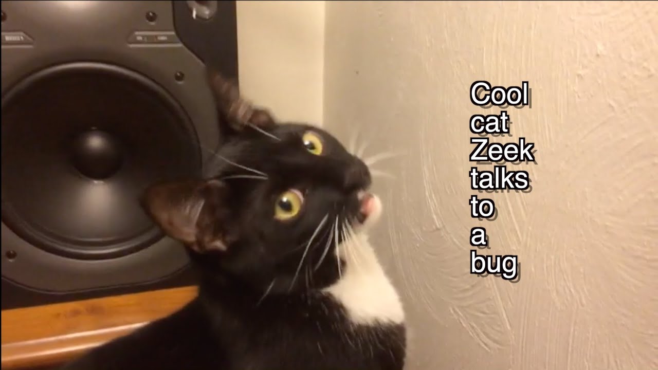 Cool cat Zeek talks to a bug - YouTube