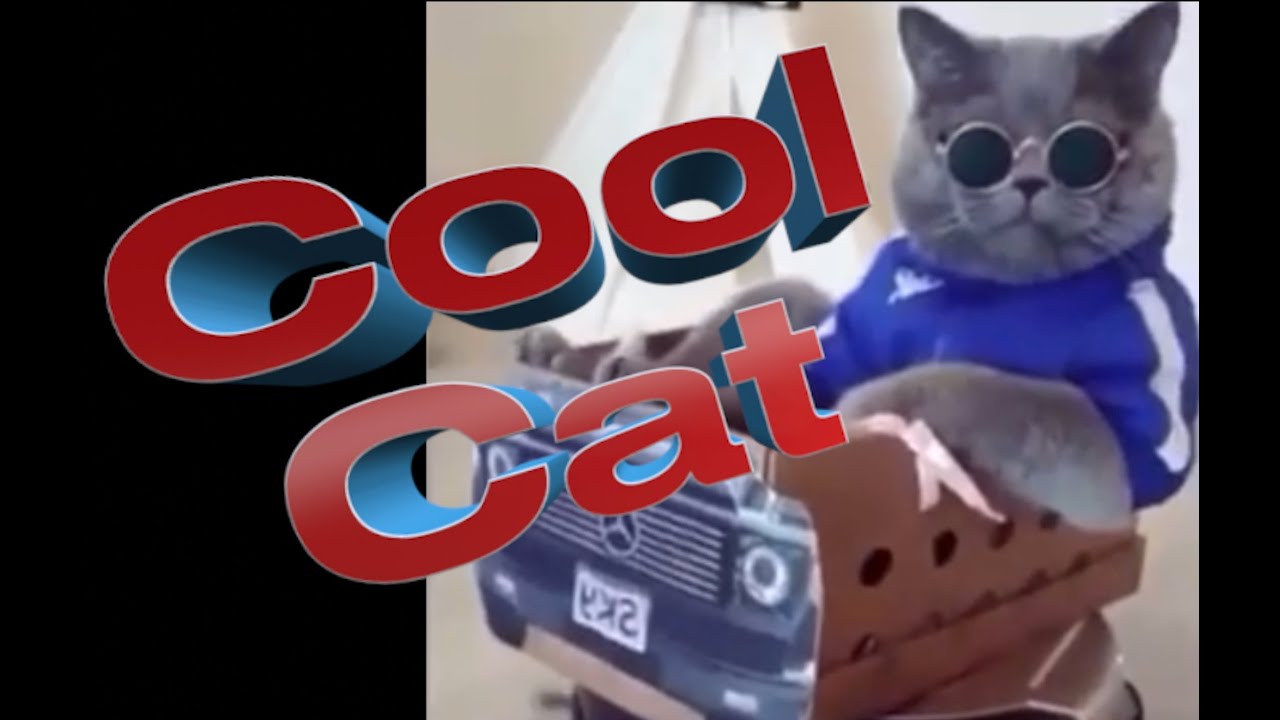Coole Katze fährt Saugroboter - Cool cat drives vacuum robot - YouTube
