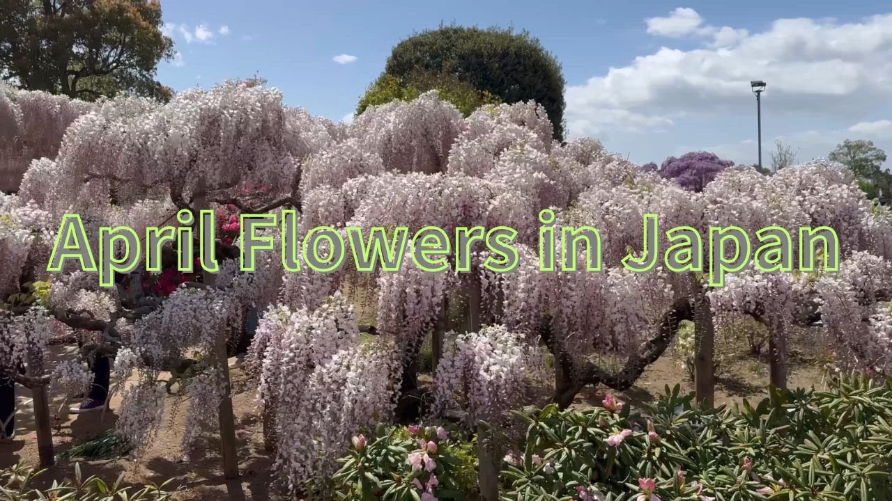 Japanese Flowers in April - YouTube