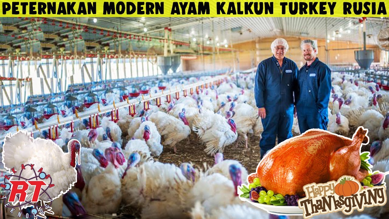 PROSES PETERNAKAN MODERN AYAM KALKUN TURKEY RUSIA | BAGAIMANA CARA ...