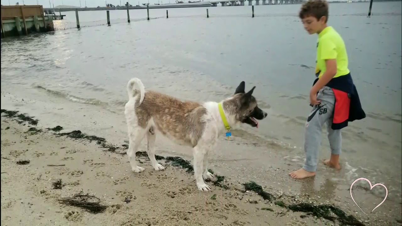Our sweet akita - YouTube