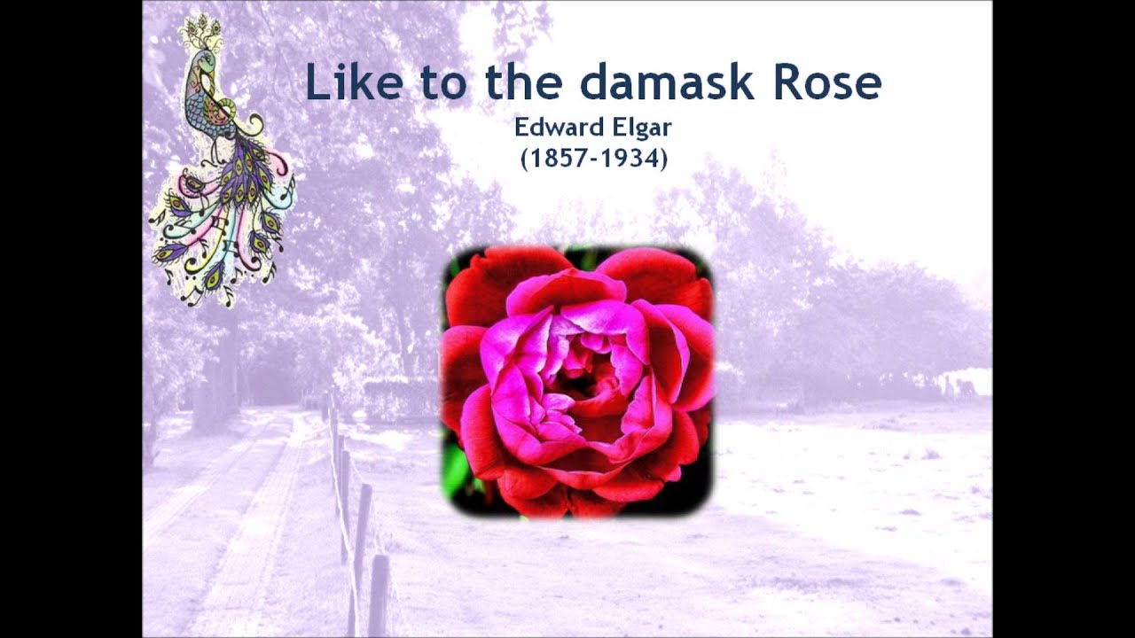 Like to the Damask Rose, Edward Elgar - YouTube