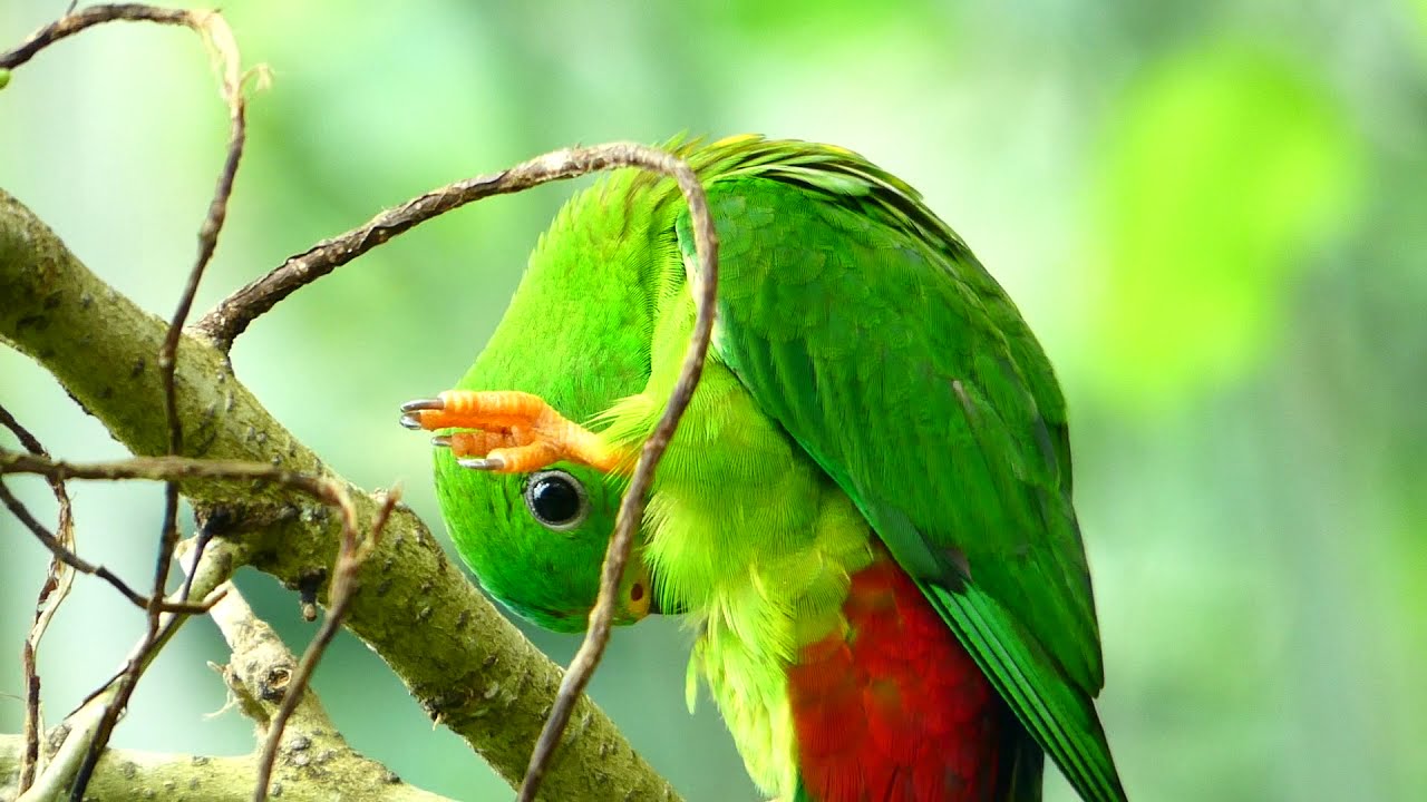 Blaukrönchen (Loriculus galgulus) Blue-crowned hanging parrot Zoo ...