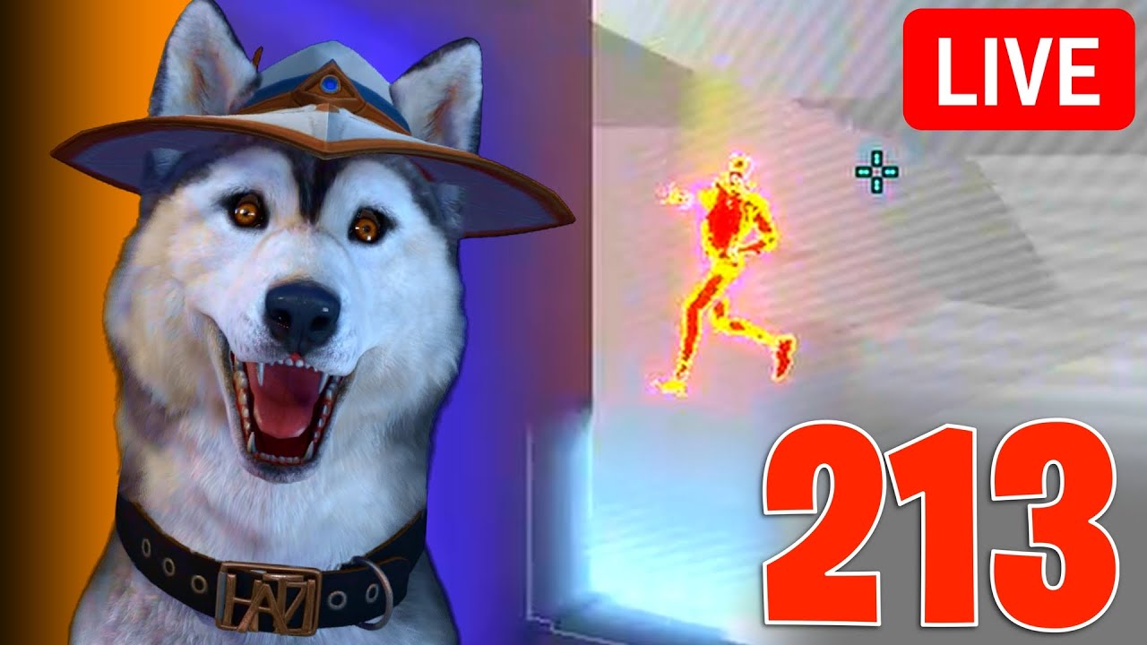 valorant gaming, aiming, cypher, shooting, laughing and playing, husky ...