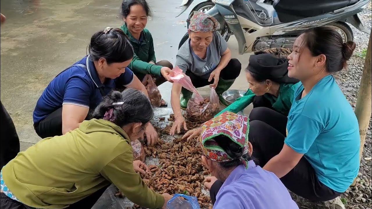 Harvest turmeric to sell at the market, catch fish and eat dinner together - YouTube