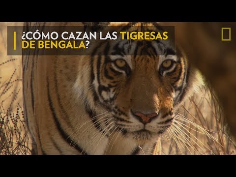 ¿Cómo cazan las Tigresas de Bengala?  | Nat Geo