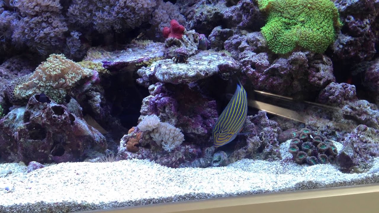 Clown Tang - Red Sea Max 650 - YouTube