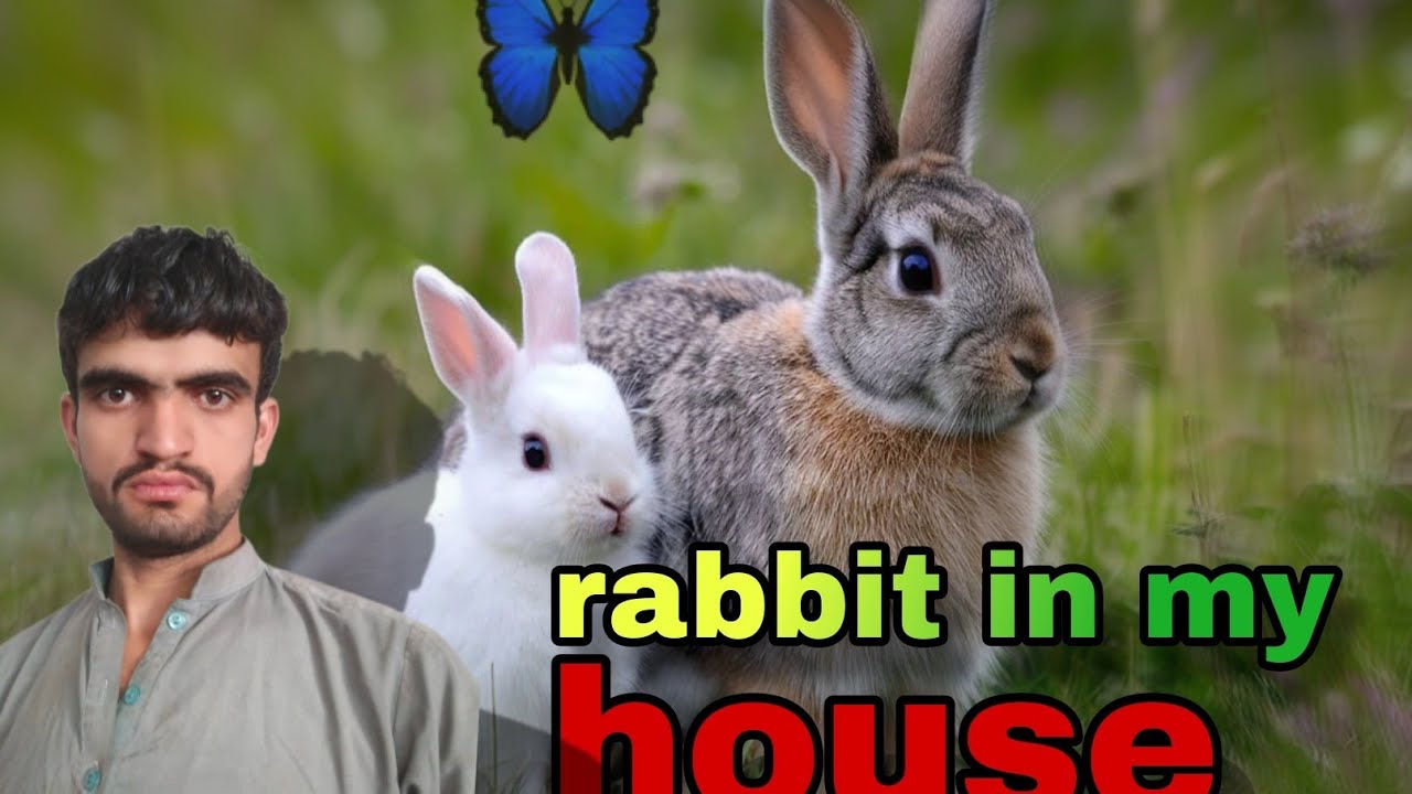 rabbit care routine,#rabbit videos# rabbit food#bunny - YouTube