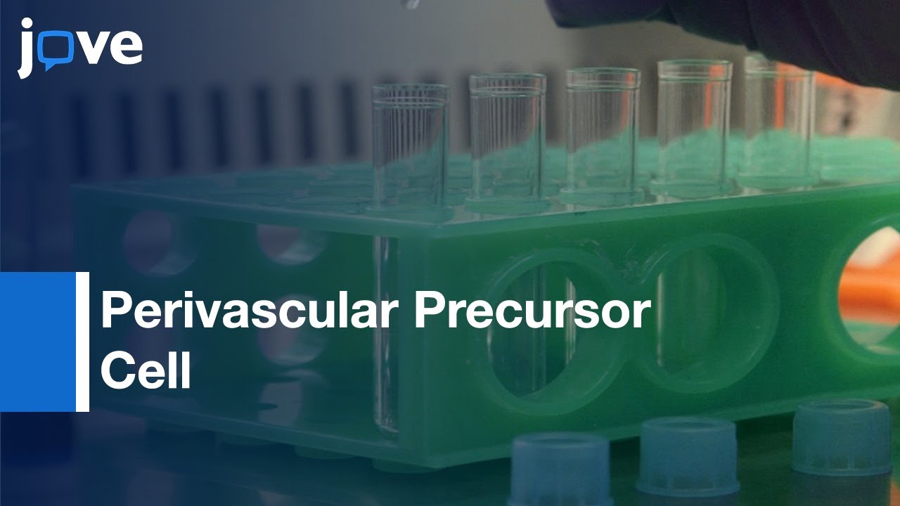 Perivascular Precursor Cell populations isolated from Cardiac tissue ...