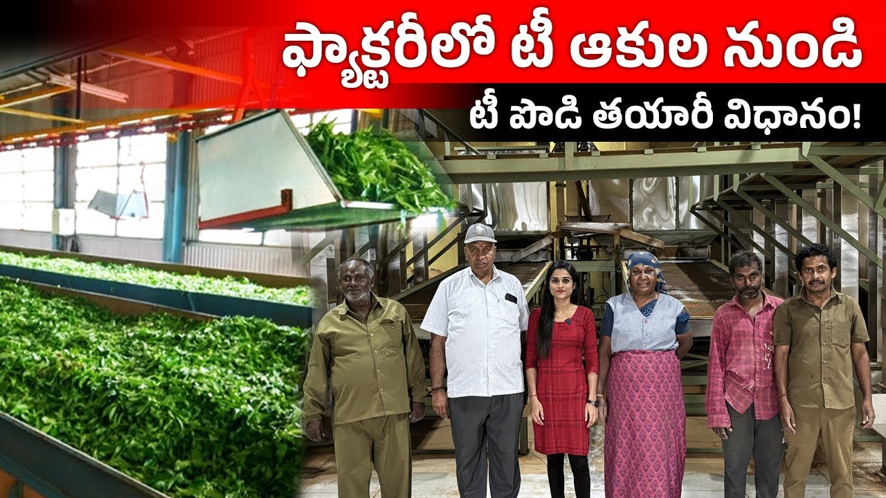 How is Tea Powder Made? Tea Powder Making Process in Telugu | Tea ...