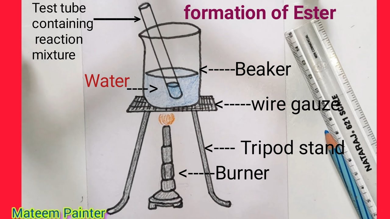 formation of ester drawing, formation of ester class 10, formation of ...