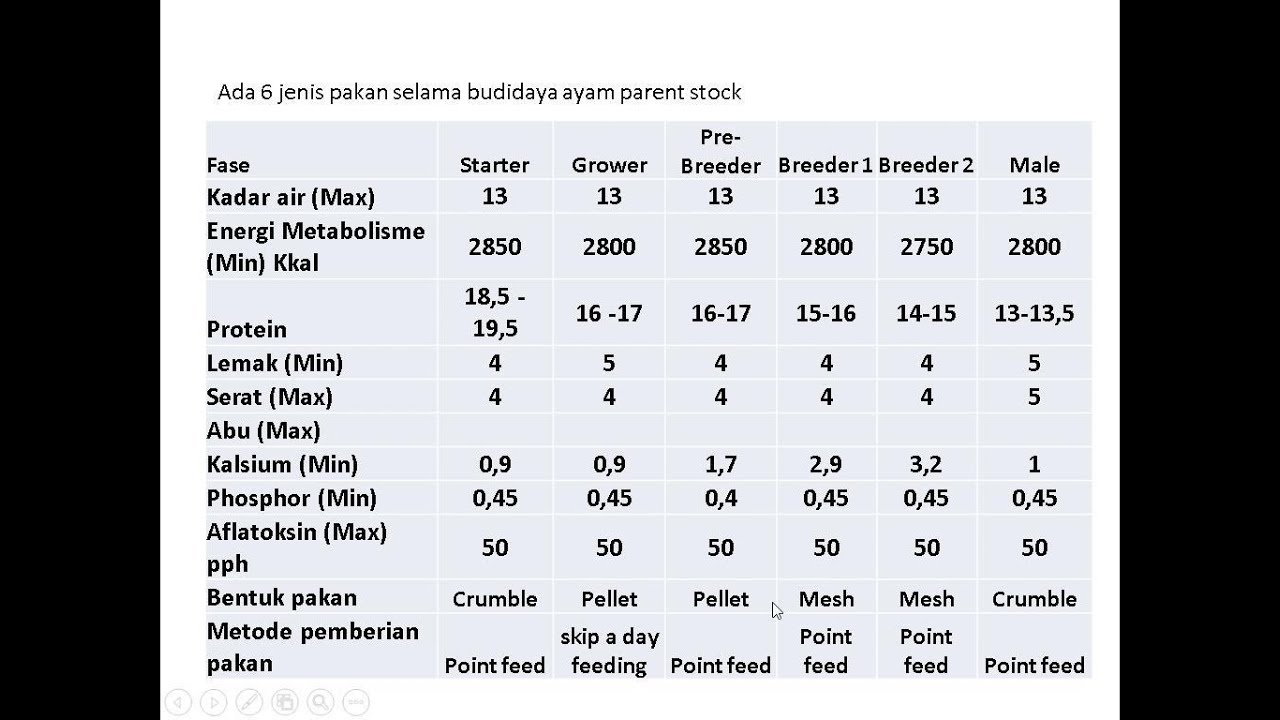 Teknis Budidaya Ayam Parent Stock - YouTube
