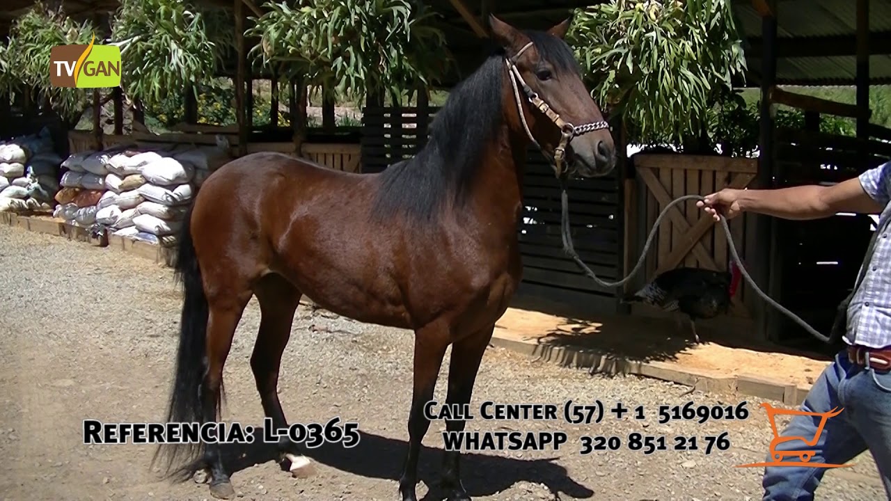 2019: POTRANCA TROCHADORA, SAN ANTONIO DE PRADO, ANTIOQUIA L-0365 - YouTube