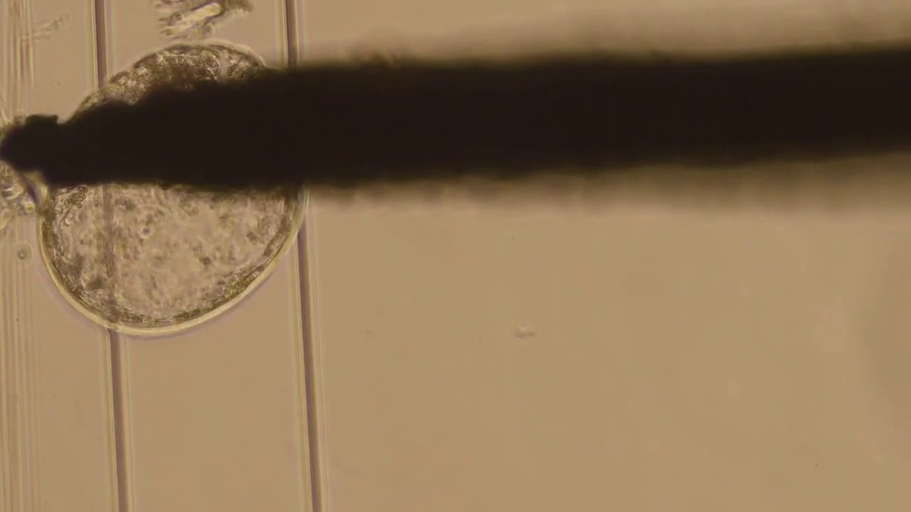 Embryo Bisection - YouTube