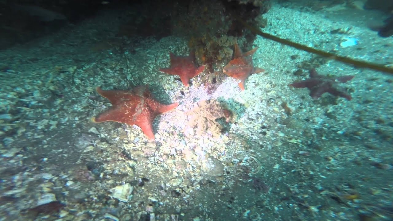 SCUBA Diving Part II: Breakwater, Monterey Bay - YouTube