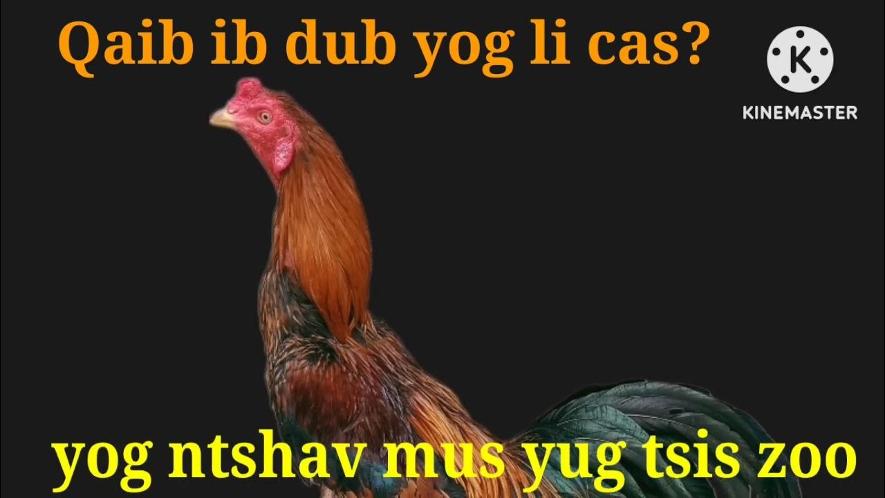 qaib ib dub yog vim li cas? yog ntshav mus yug tsi txaus - YouTube