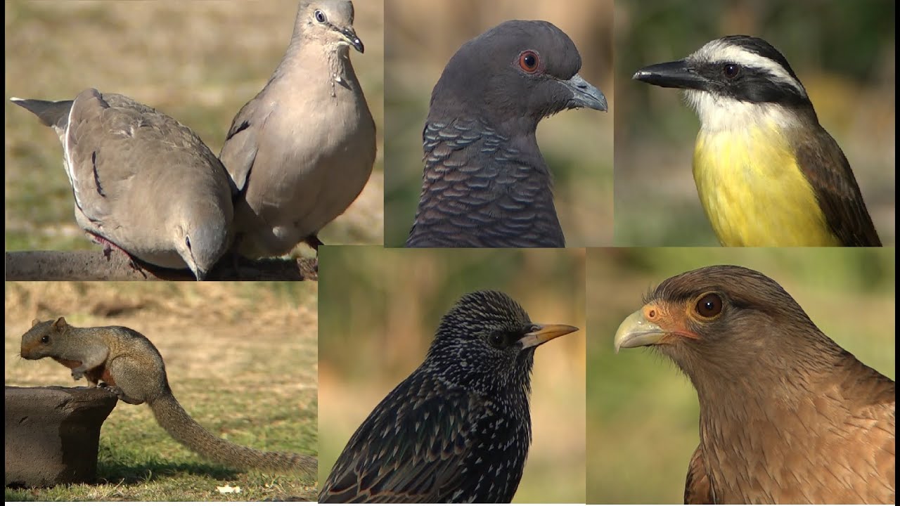 ¿TE GUSTARÍA que muchas AVES visiten tu CASA? Mira... - YouTube