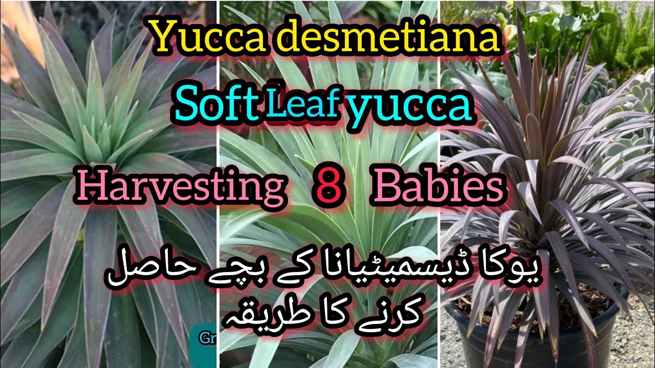 yucca desmetiana harvesting babies/soft leaf yucca/shower yucca//Bloom ...