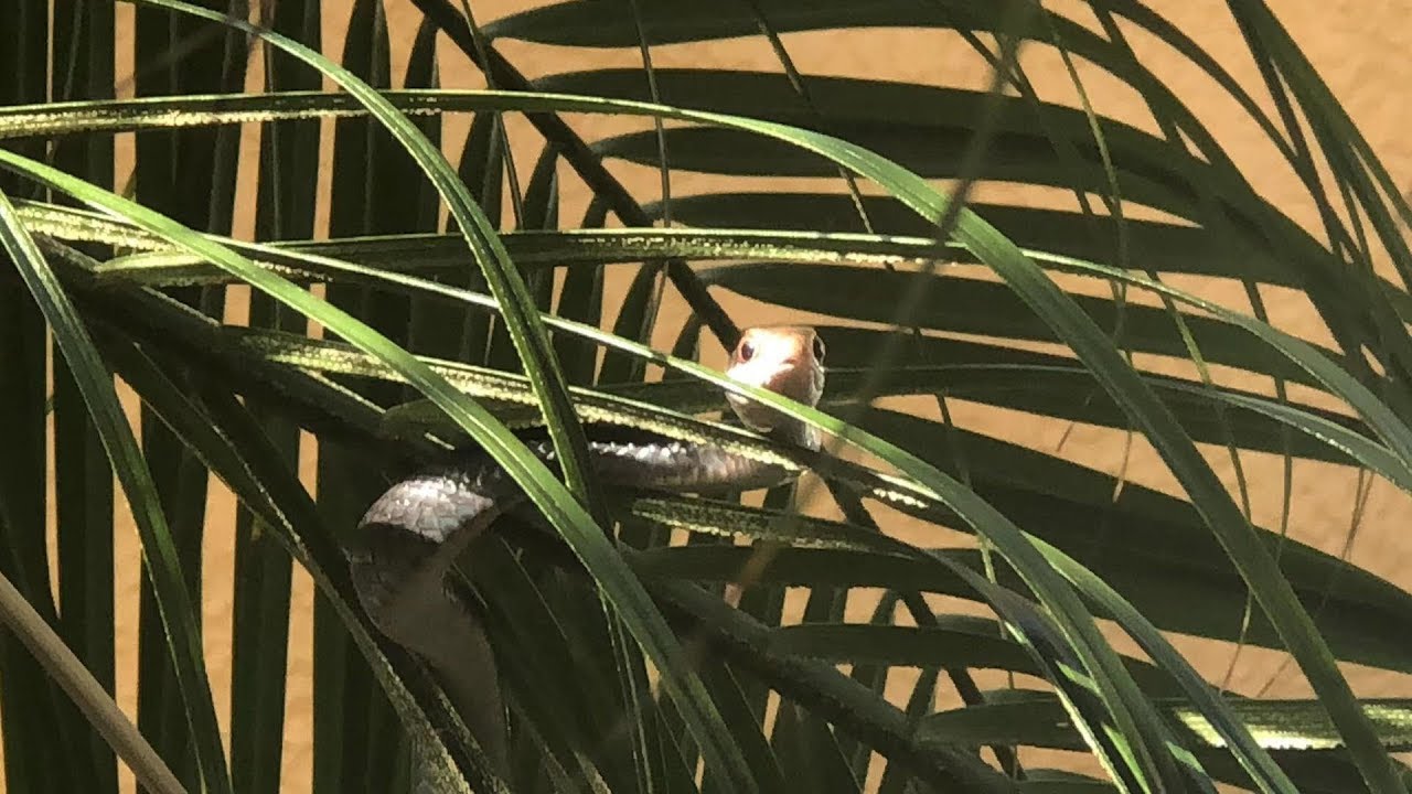 Snake Wiggle/Dance - YouTube