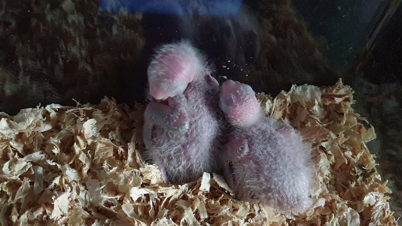 Dusky Conure Babies | Weddell's conure | Dusky-headed parakeet - YouTube