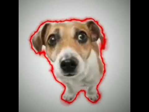Edit del perro del meme xd - YouTube