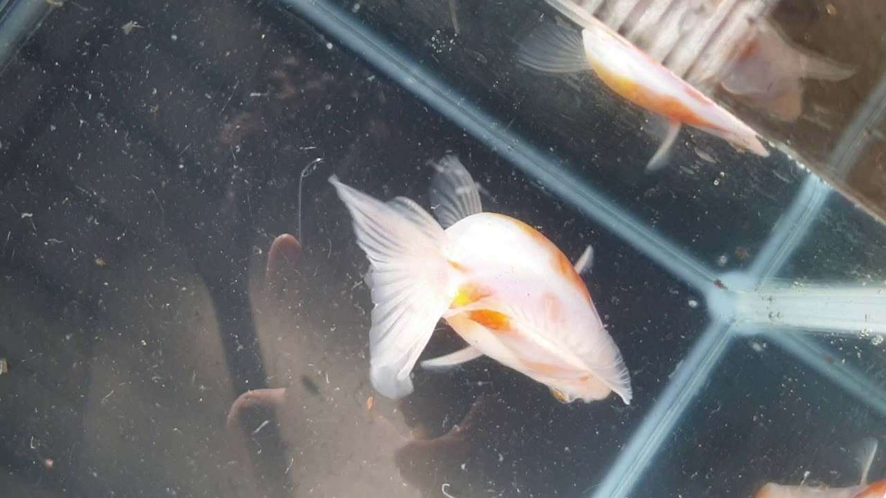 Goldfish ikan maskoki mas koki ryukin topview - YouTube