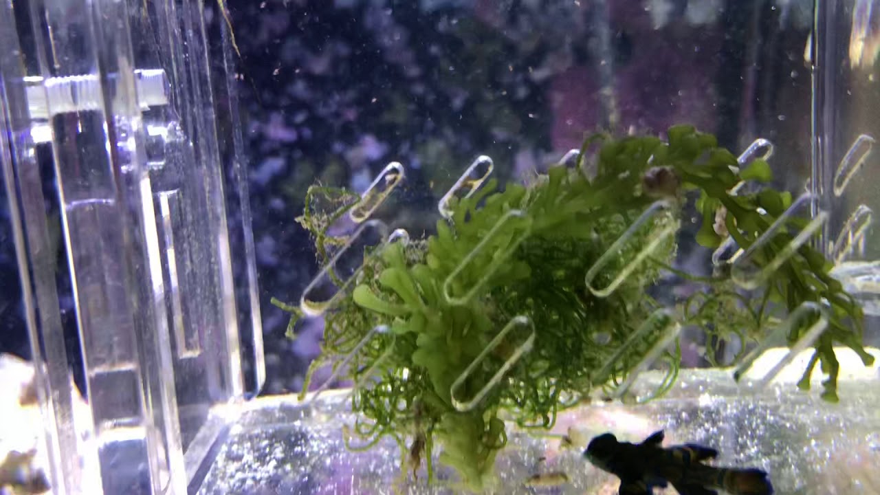 Feeding baby mandarin goby - YouTube