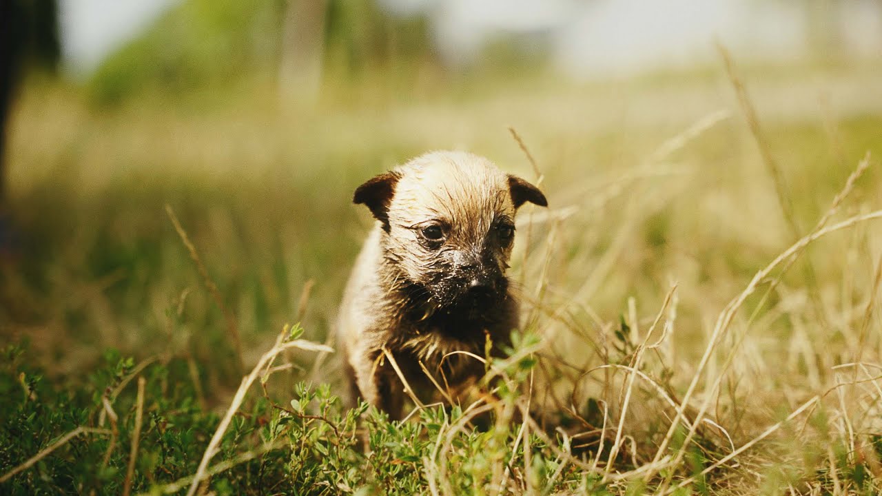 Im Land der Streuner! - Eine Dokumentation für den Tierschutz - YouTube