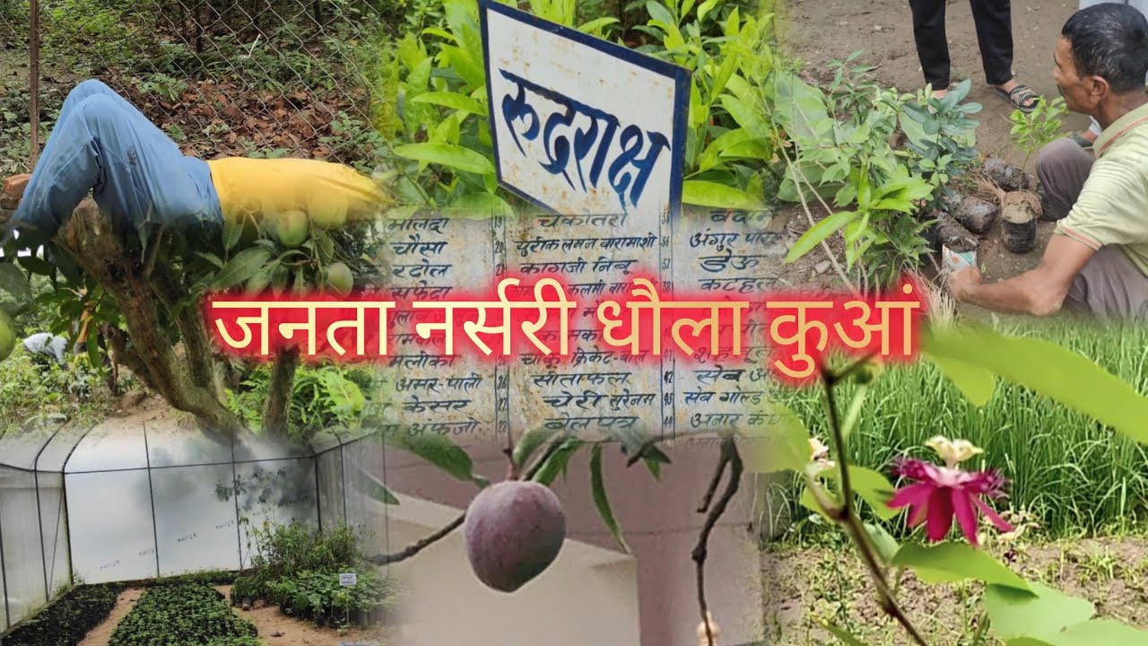 Janta Nursery Dhaula Kuan | Himachal Pradesh की मशहूर पौधशाला 🌿 # ...