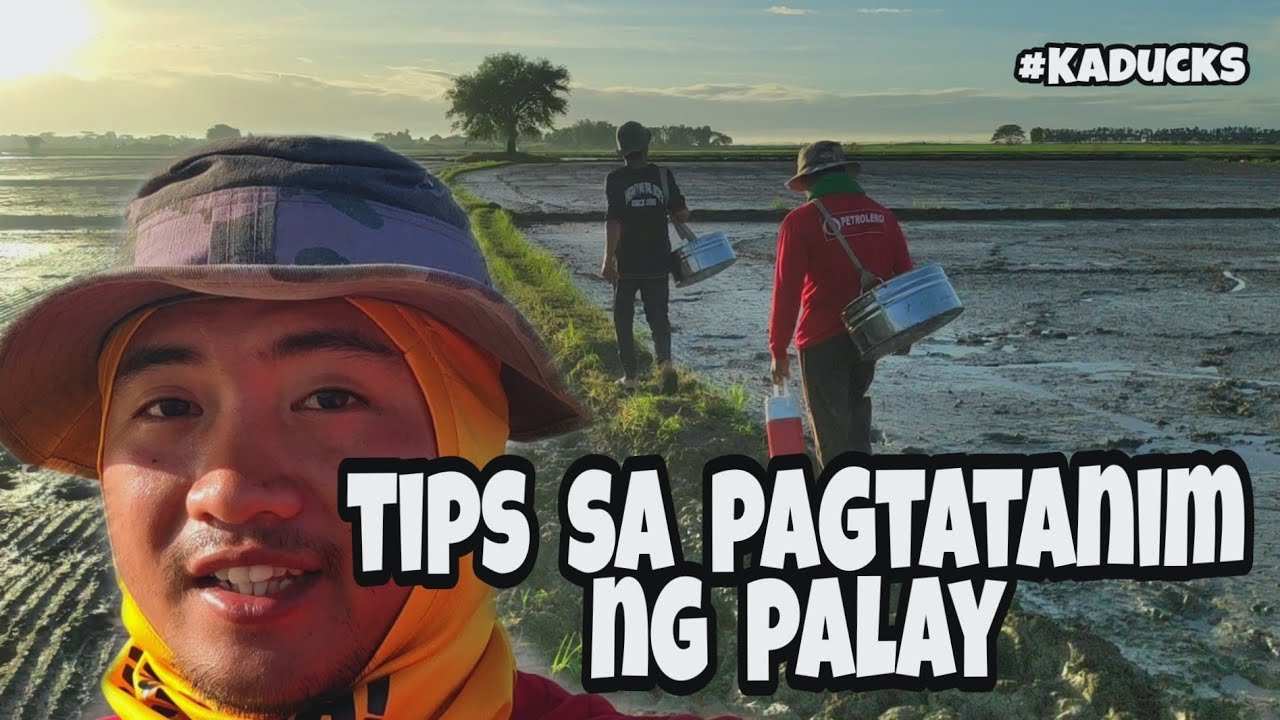 EP39 - PAGTATANIM NG PALAY AT KAALAMAN PARA MAGING MAGANDA ANG TUBO ...