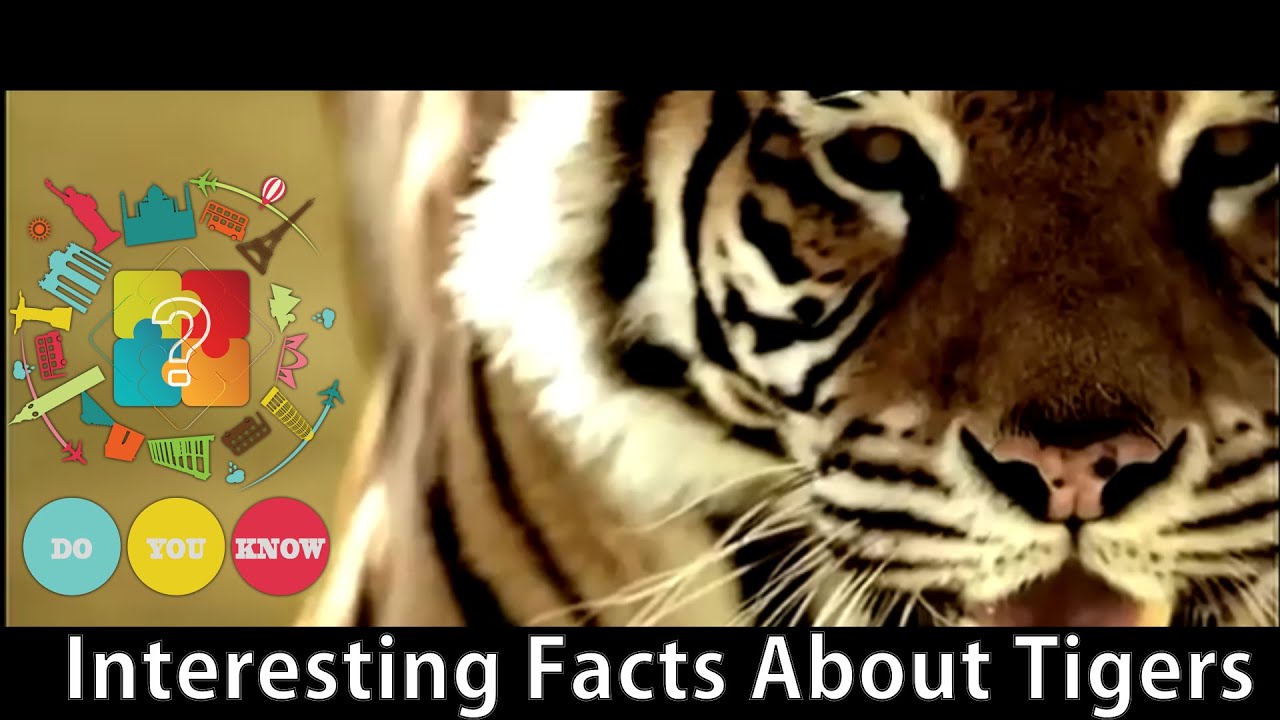 Facts We Bet You Don't Know About Tigers - Do You Know? - YouTube