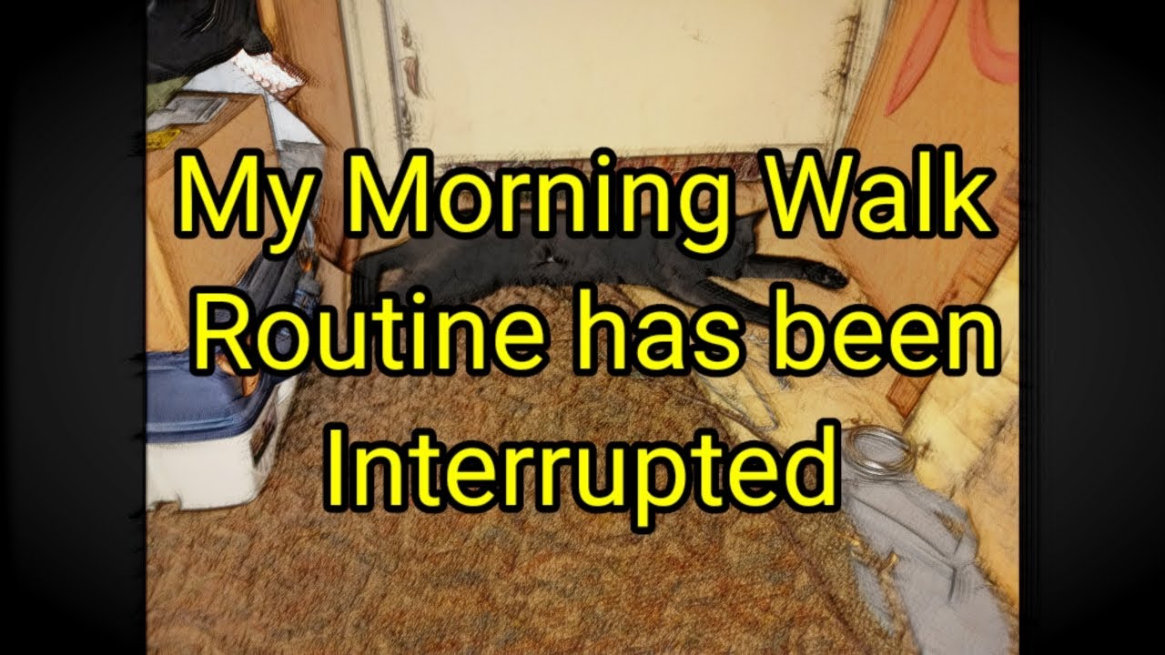 (1535) My Morning Walk Routine has been Interrupted 🐈‍⬛ - YouTube