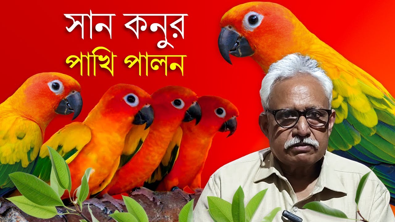 সান কনুর পাখি পালন পদ্ধতি / Sun Conure Bird Rearing Method In Bangla ...