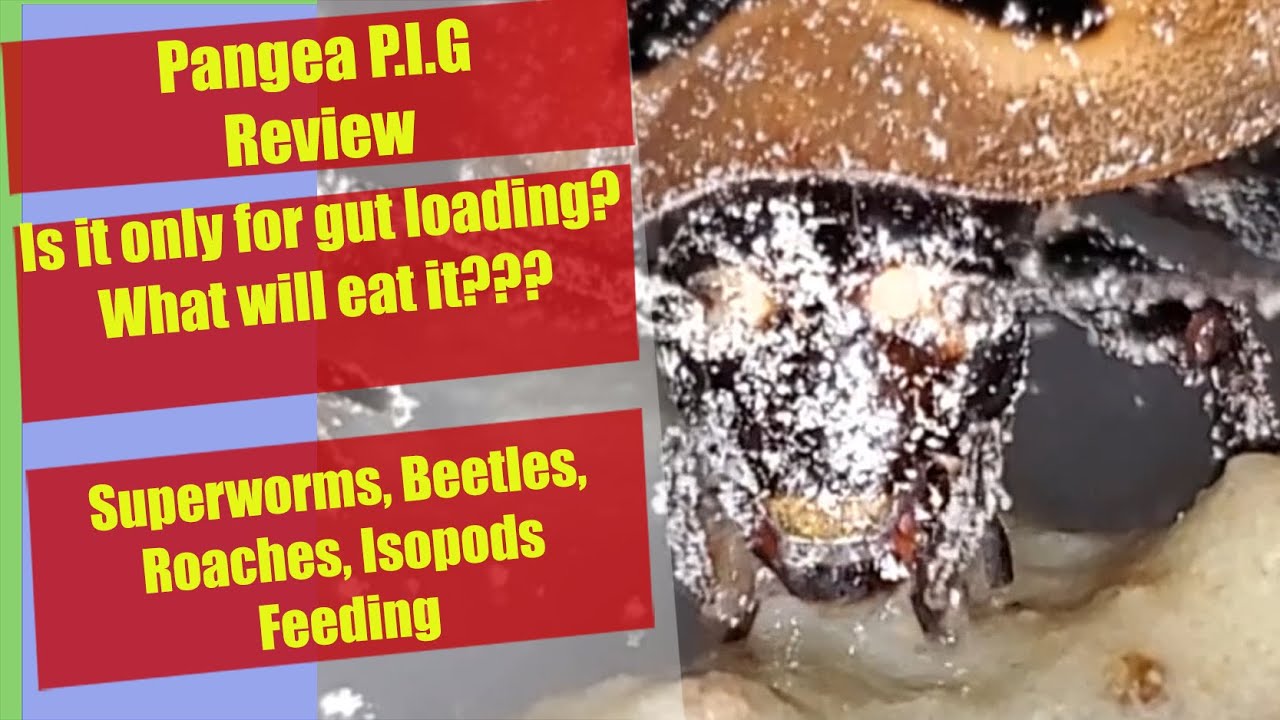 Pangea P.I.G insect Grub Review - Is it worth it? Gutload Superworms ...