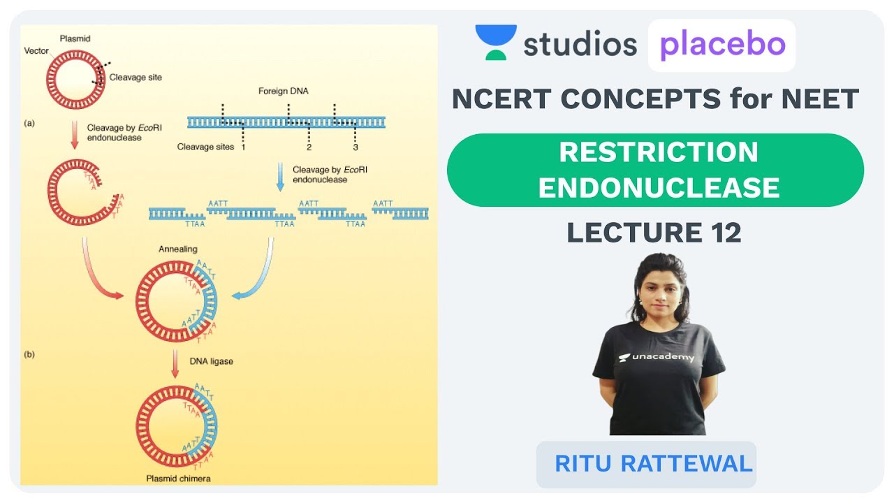 L12: Restriction Endonuclease | NCERT Concepts in NEET 2019 | Pre ...