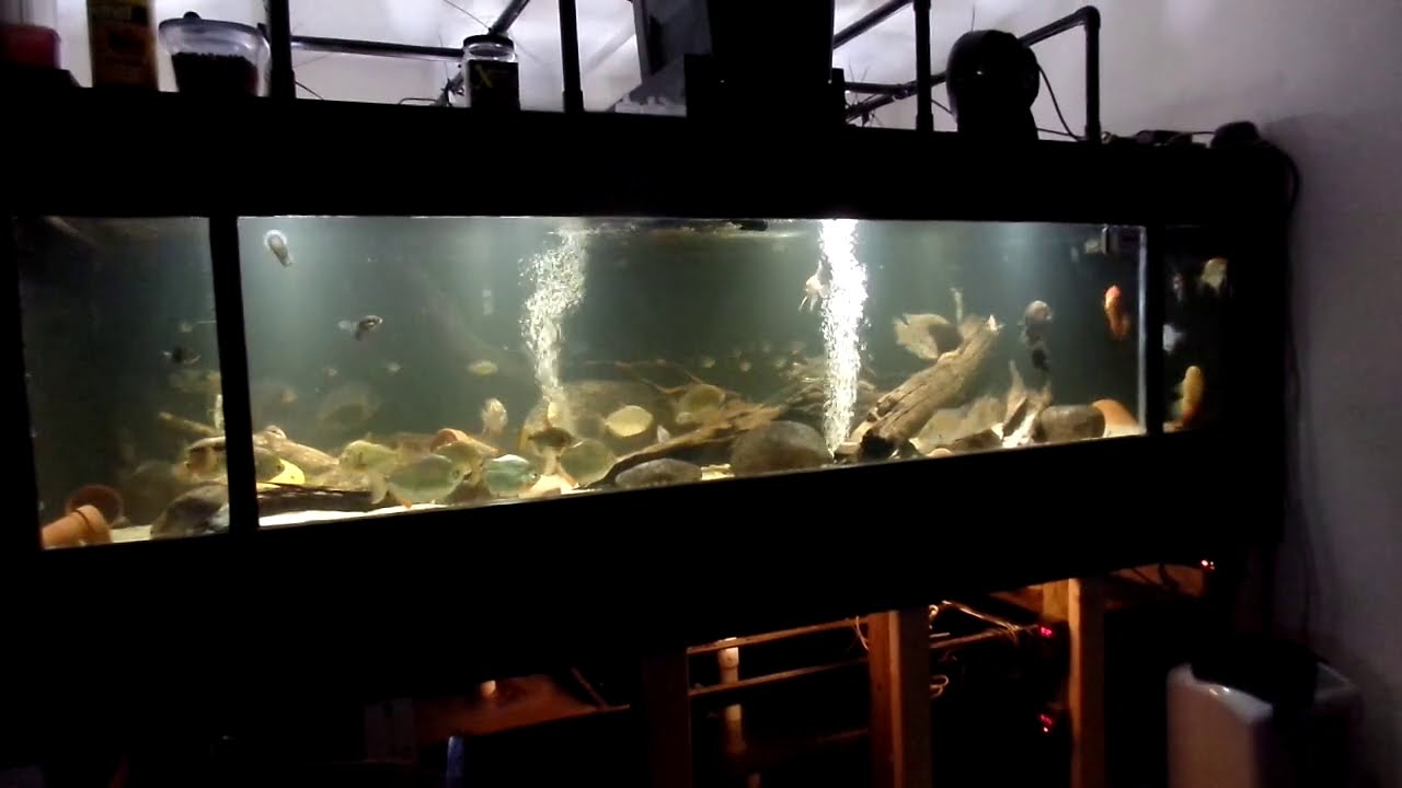 1210 Gallon DIY Plywood Aquarium Update - YouTube