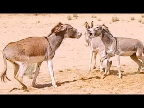 Two power full male donkey with female donkey in jungle - YouTube