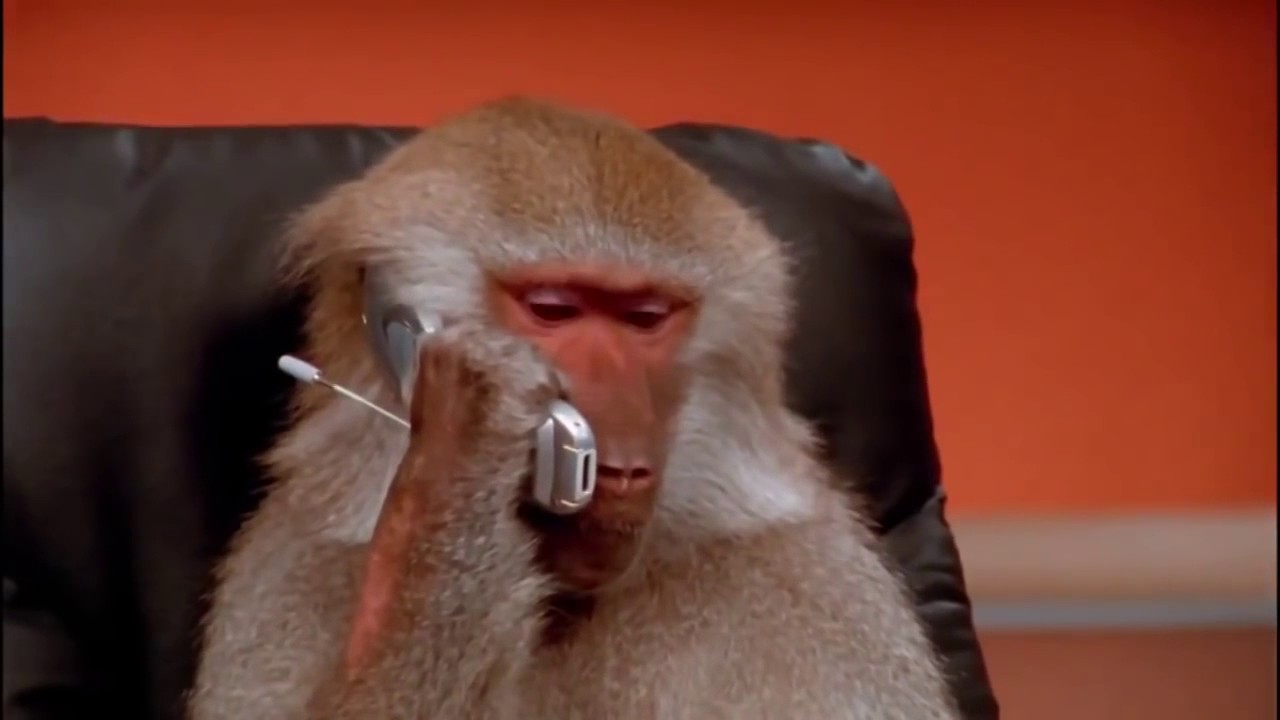 Monyet Seblay 4 - YouTube