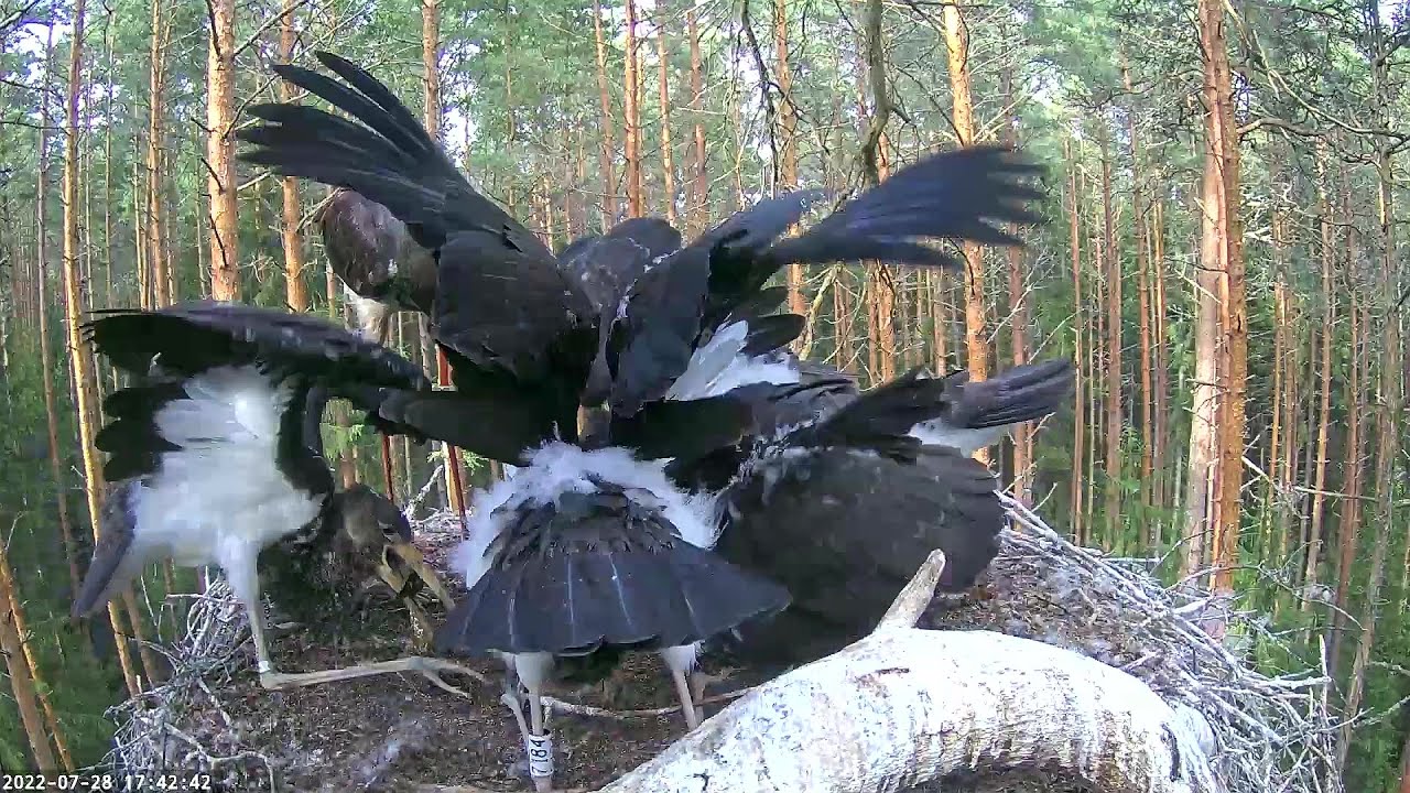 Must-toonekurg::Ciconia nigra 28.7. (17.42 ) Karl Feeding - YouTube