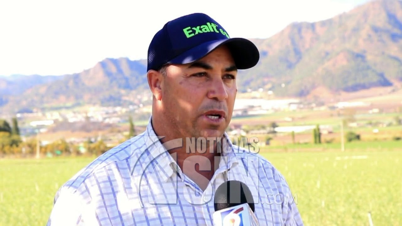 Aumenta siembra de ajo en Constanza - YouTube