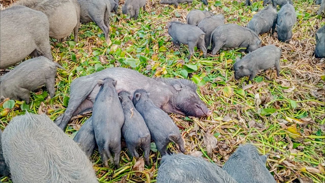 Best pig farming in the world.Trending animal life in village.Amazing ...