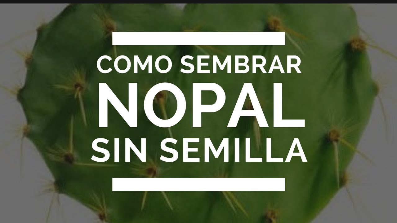 Como sembrar nopal sin semilla - YouTube
