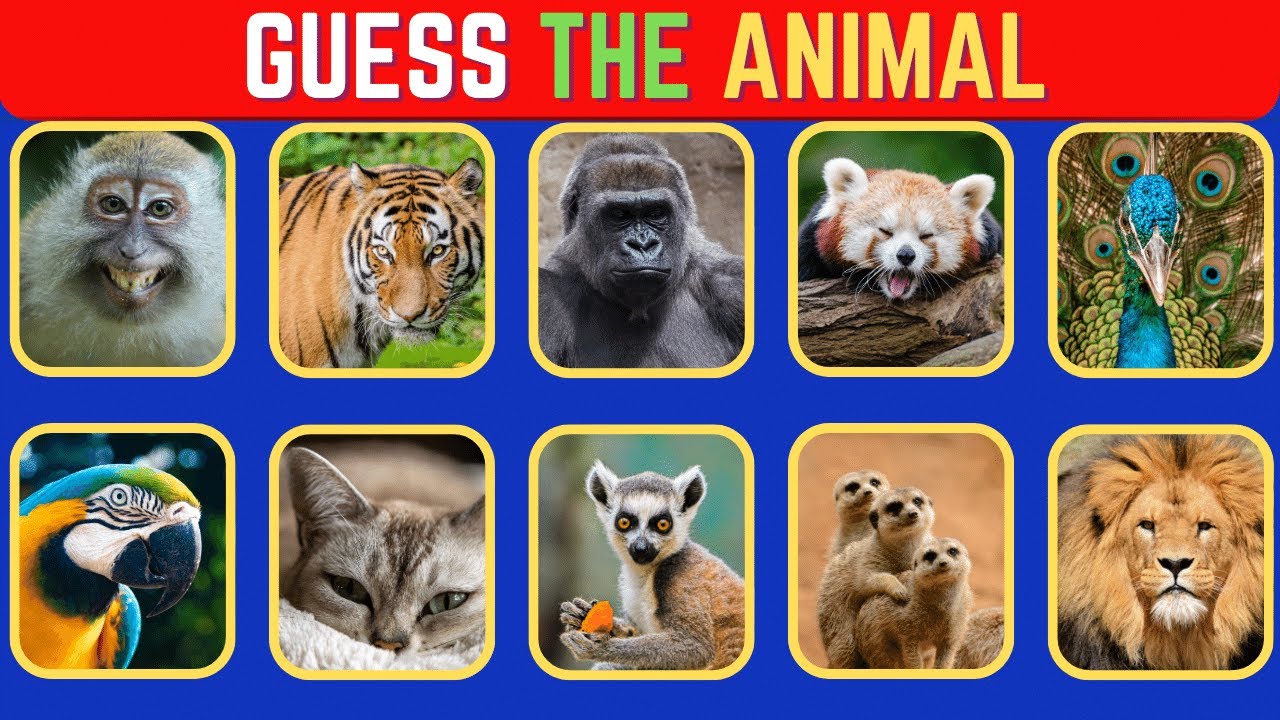 Wildlife Guessing Game: Can You Name the Animals? - YouTube