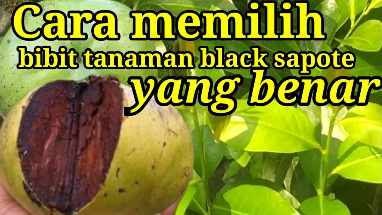 Cara memilih bibit tanaman black sapote (sawo hitam ) rasa puding dari ...